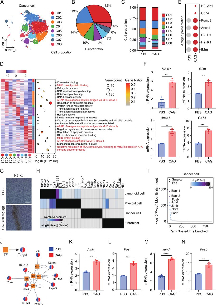 Targeting cathepsin B by cycloastragenol enhances antitumor immunity of ...