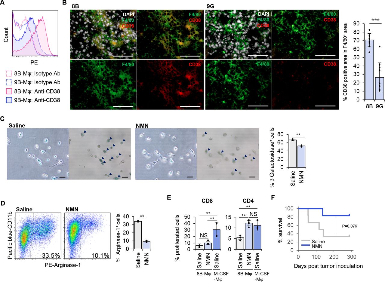 Tumor cell-induced macrophage senescence plays a pivotal role in tumor ...