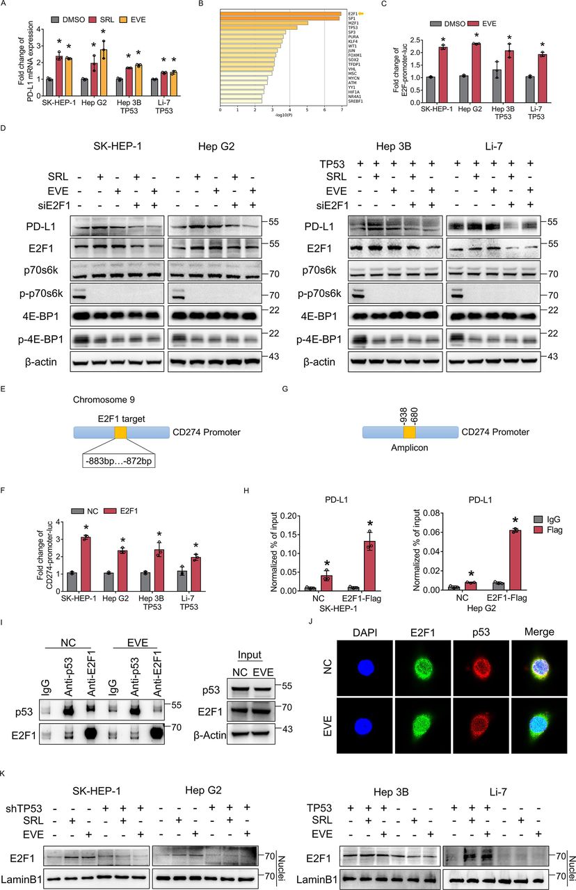 TP53/mTORC1-mediated bidirectional regulation of PD-L1 modulates immune ...