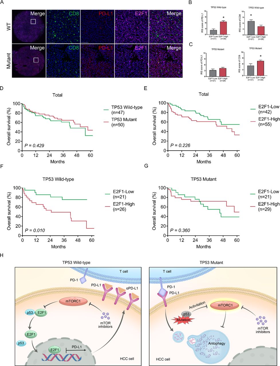 TP53/mTORC1-mediated bidirectional regulation of PD-L1 modulates immune ...