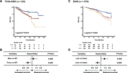 VHL missense mutation delineate aggressive clear cell renal cell ...