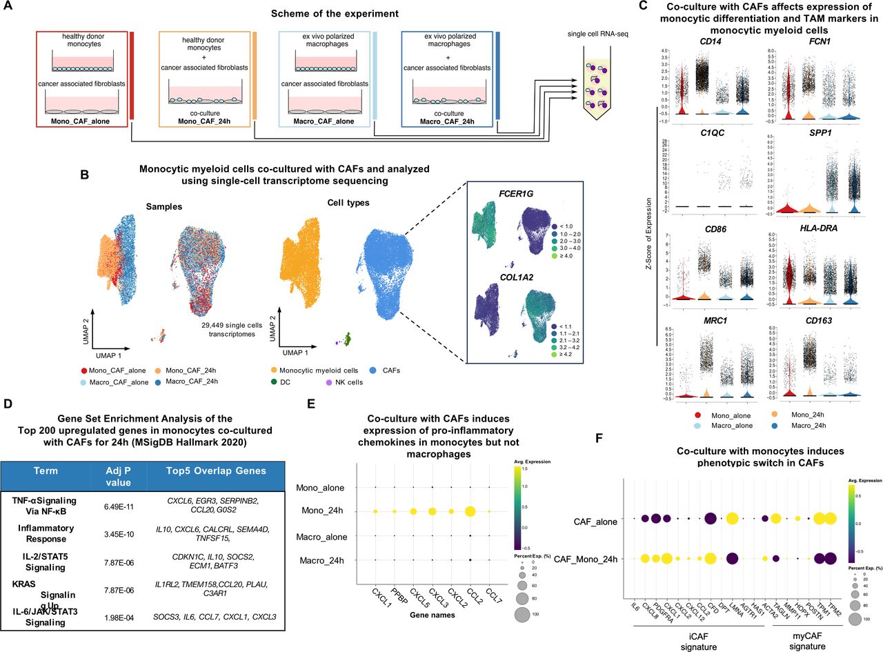 Cancer-associated fibroblasts shape early myeloid cell response to ...