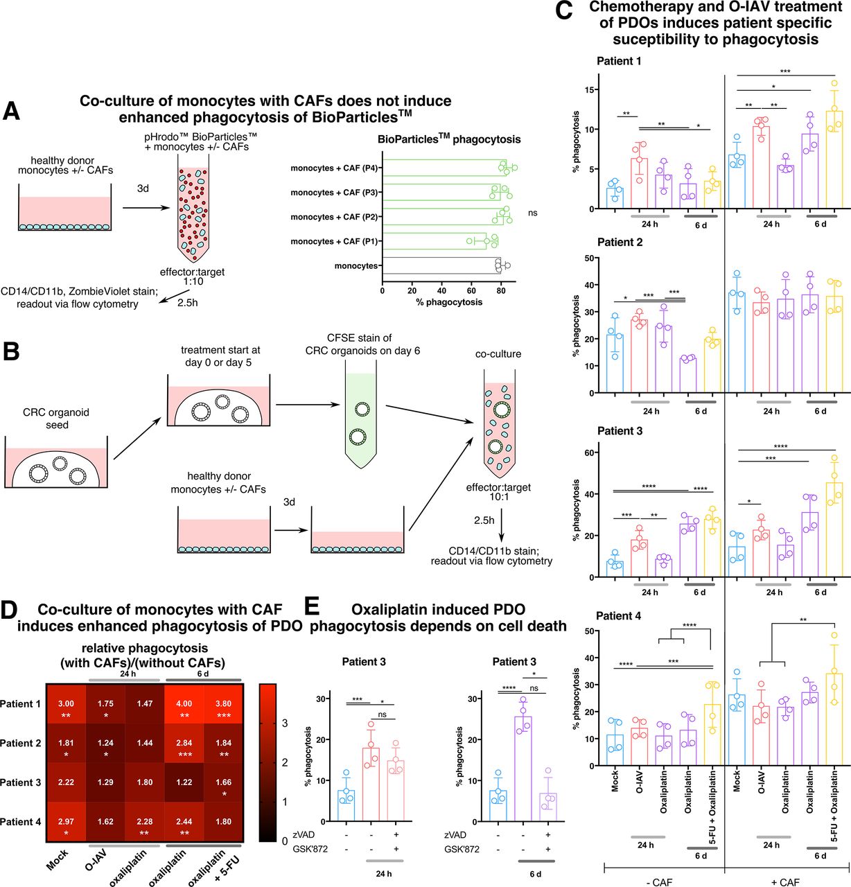 Cancer-associated fibroblasts shape early myeloid cell response to ...
