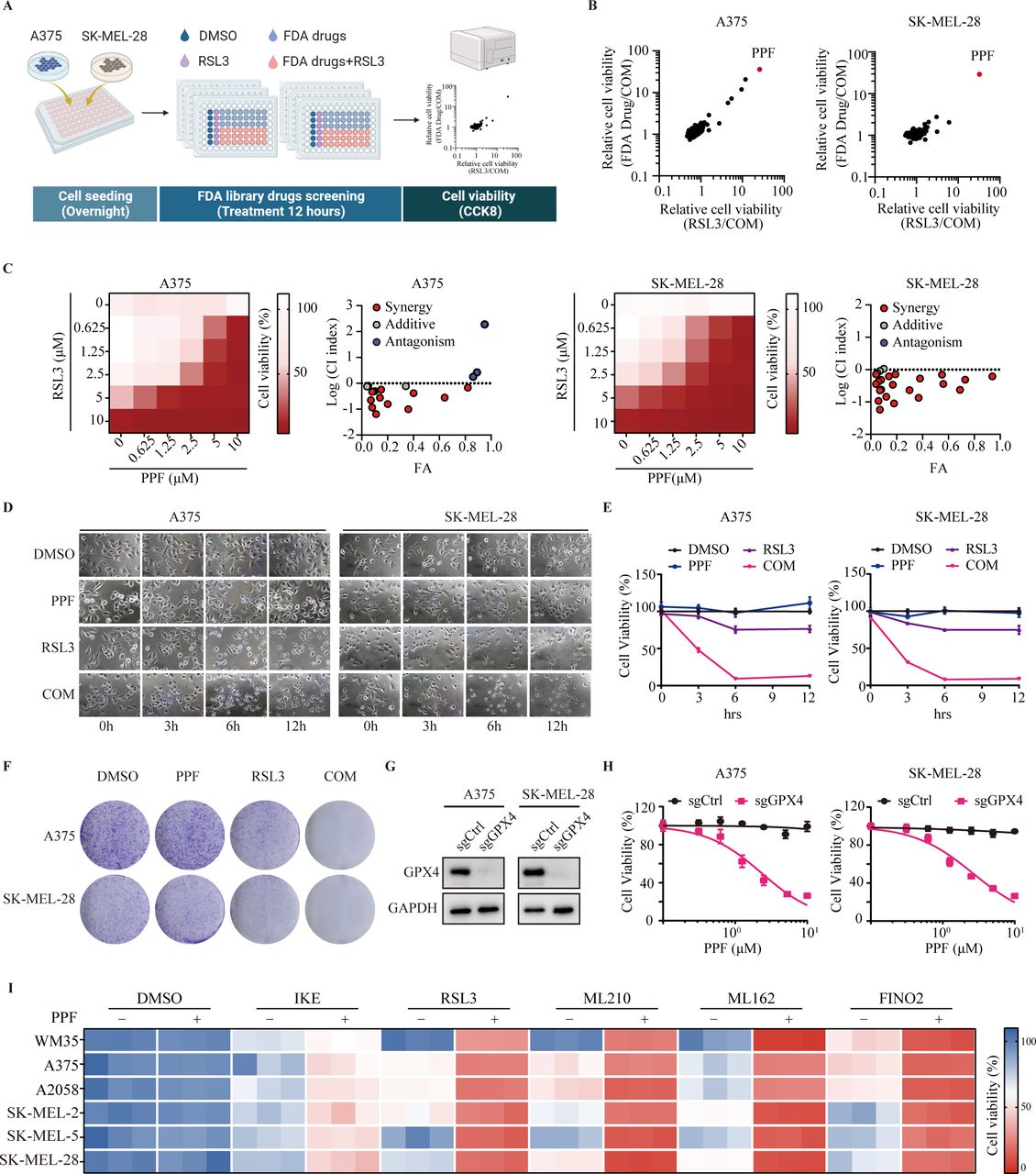 Propafenone facilitates mitochondrial-associated ferroptosis and ...