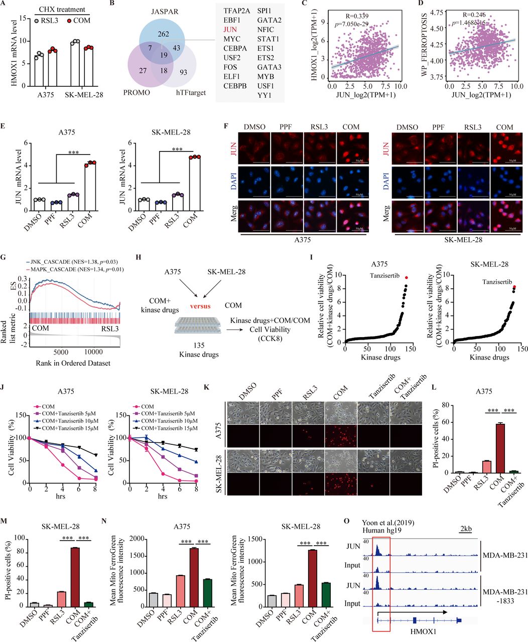 Propafenone facilitates mitochondrial-associated ferroptosis and ...