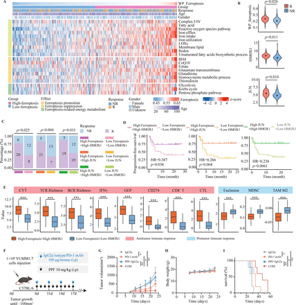 Propafenone facilitates mitochondrial-associated ferroptosis and ...