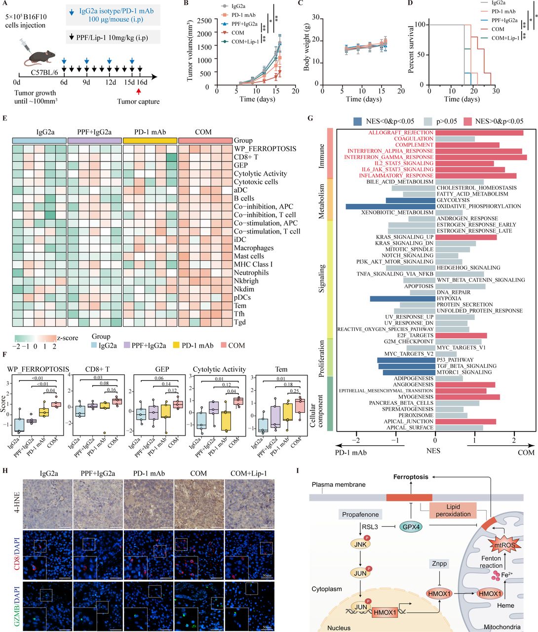 Propafenone facilitates mitochondrial-associated ferroptosis and ...