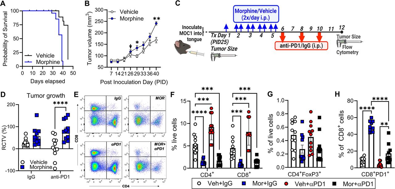 Morphine treatment restricts response to immunotherapy in oral squamous ...