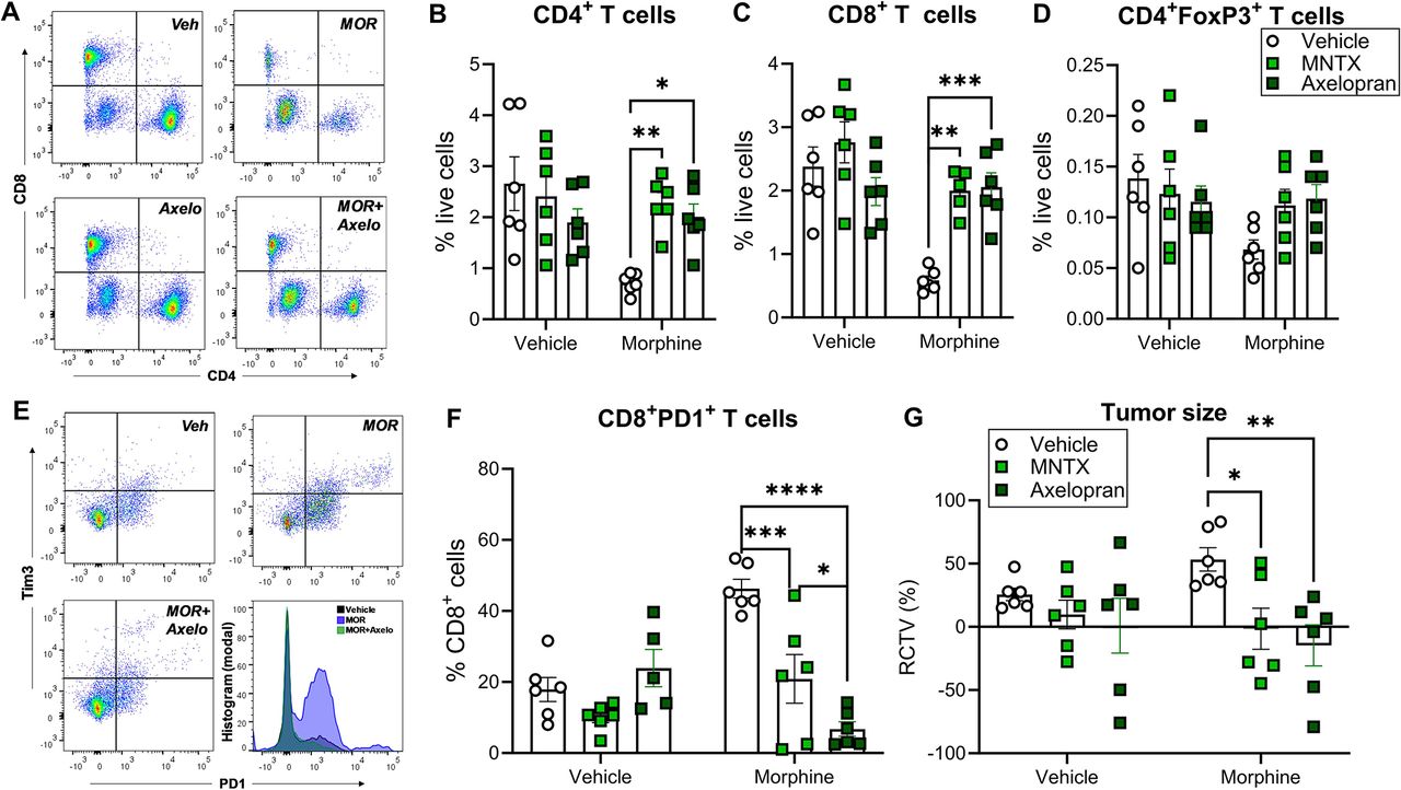 Morphine treatment restricts response to immunotherapy in oral squamous ...