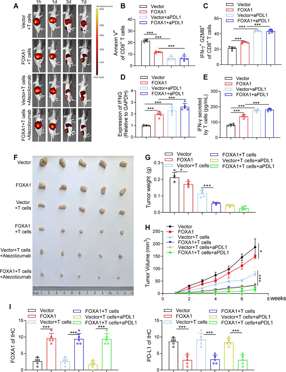 FOXA1 enhances antitumor immunity via repressing interferon-induced PD ...