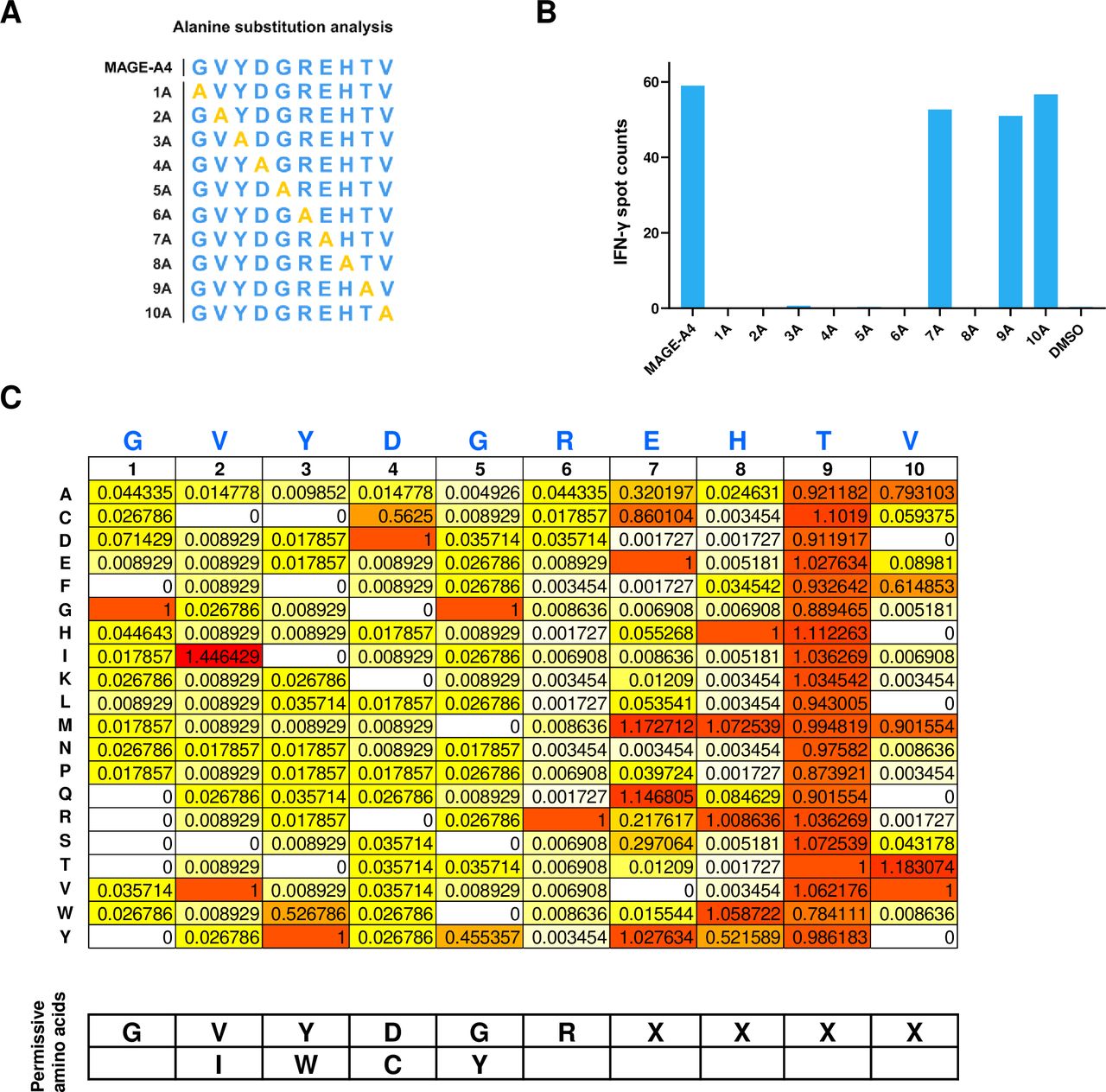 MAGE-A4 pMHC-targeted CAR-T cells exploiting TCR machinery exhibit ...