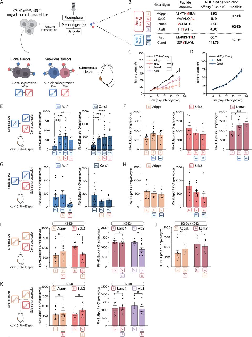 Neoantigen architectures define immunogenicity and drive immune evasion of tumors with ...
