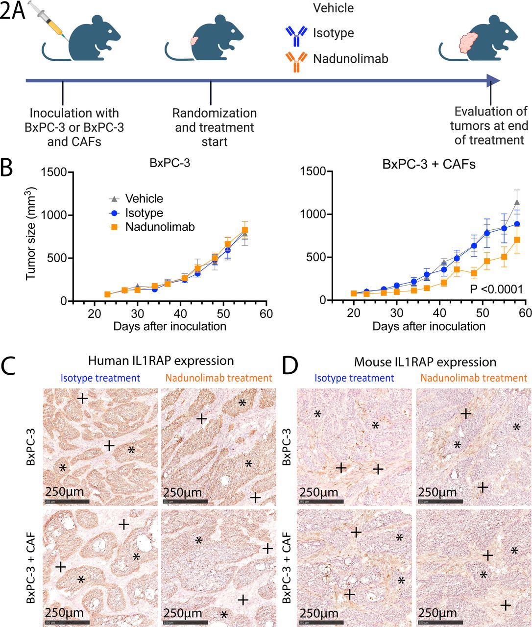 Blocking IL1RAP on cancer-associated fibroblasts in pancreatic ductal ...