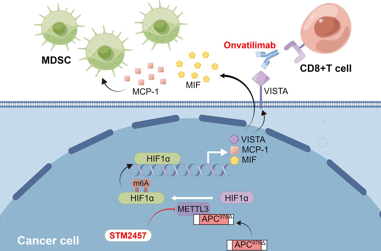 METTL3-VISTA axis-based combination immunotherapy for APC truncation ...