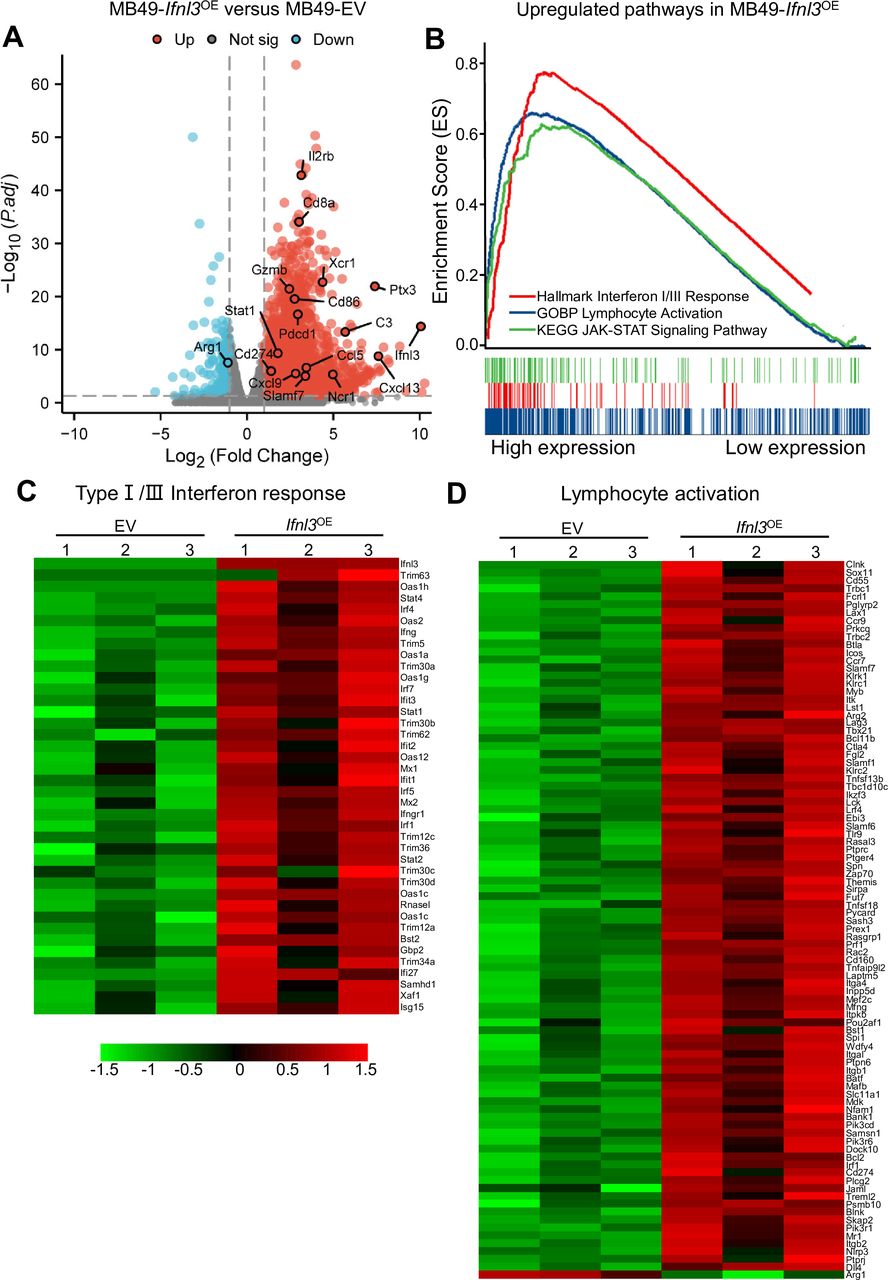 Type III interferon inhibits bladder cancer progression by ...
