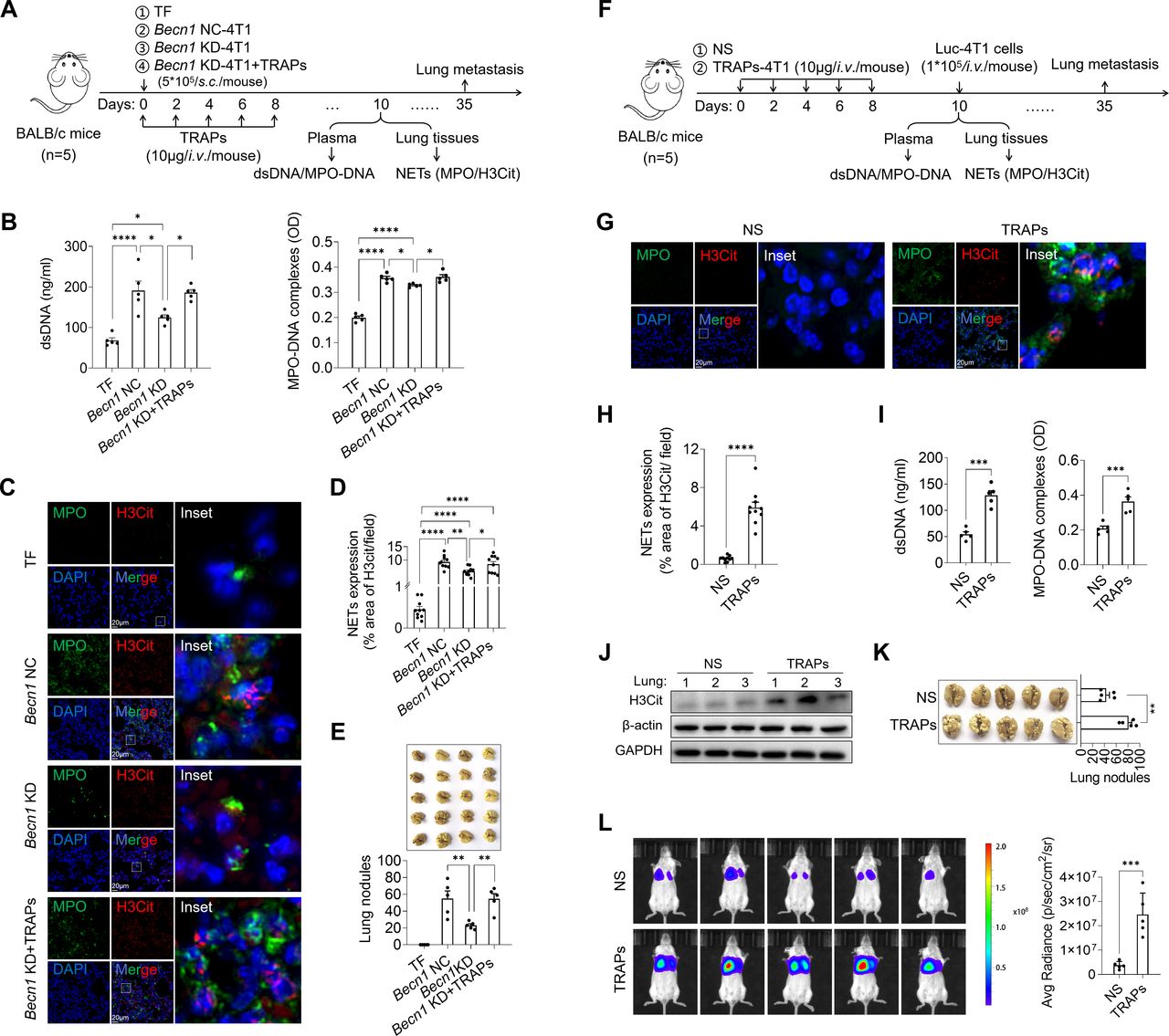 Tumor cell-released autophagosomes (TRAPs) induce PD-L1-decorated NETs ...