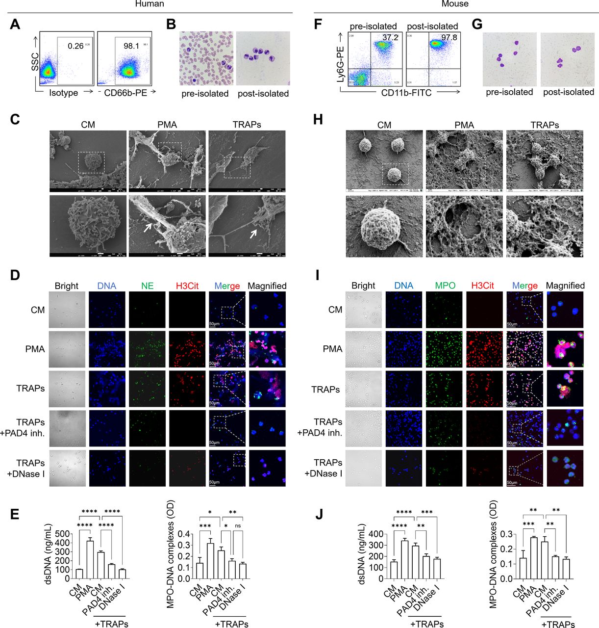 Tumor cell-released autophagosomes (TRAPs) induce PD-L1-decorated NETs ...
