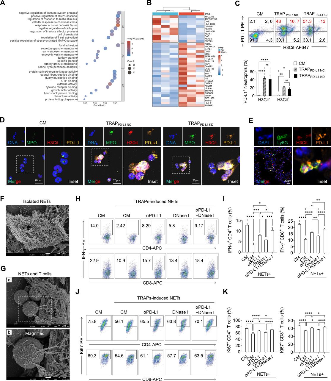 Tumor cell-released autophagosomes (TRAPs) induce PD-L1-decorated NETs ...