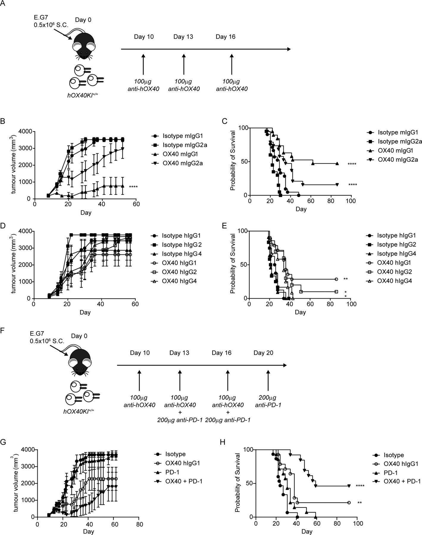 Impact of isotype on the mechanism of action of agonist anti-OX40 ...