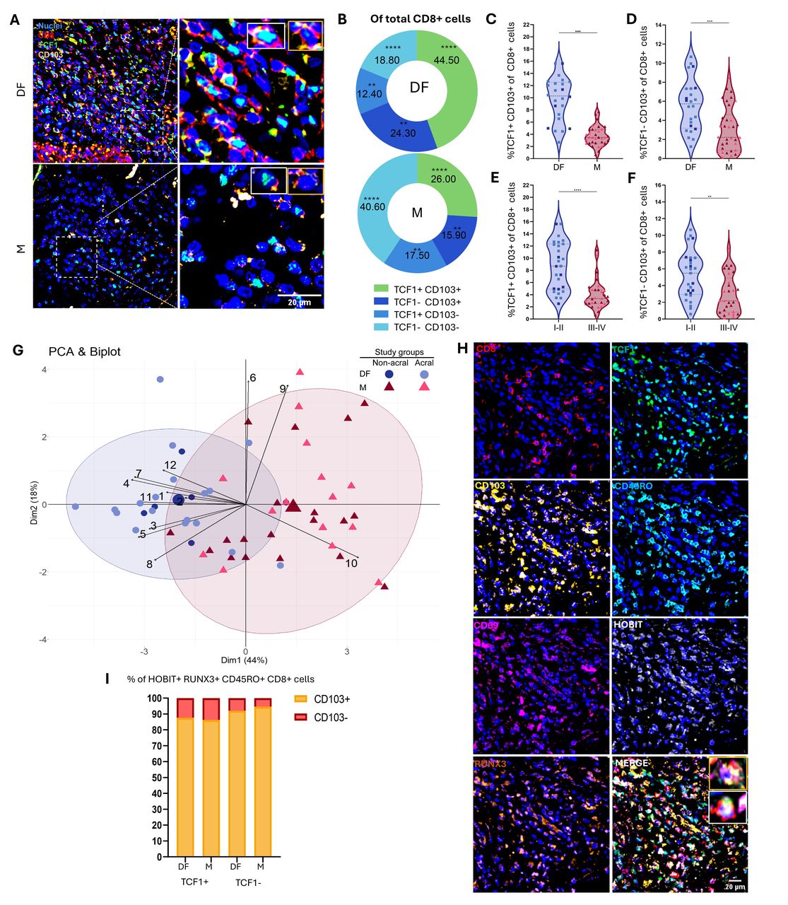 TCF1-positive and TCF1-negative TRM CD8 T cell subsets and cDC1s ...