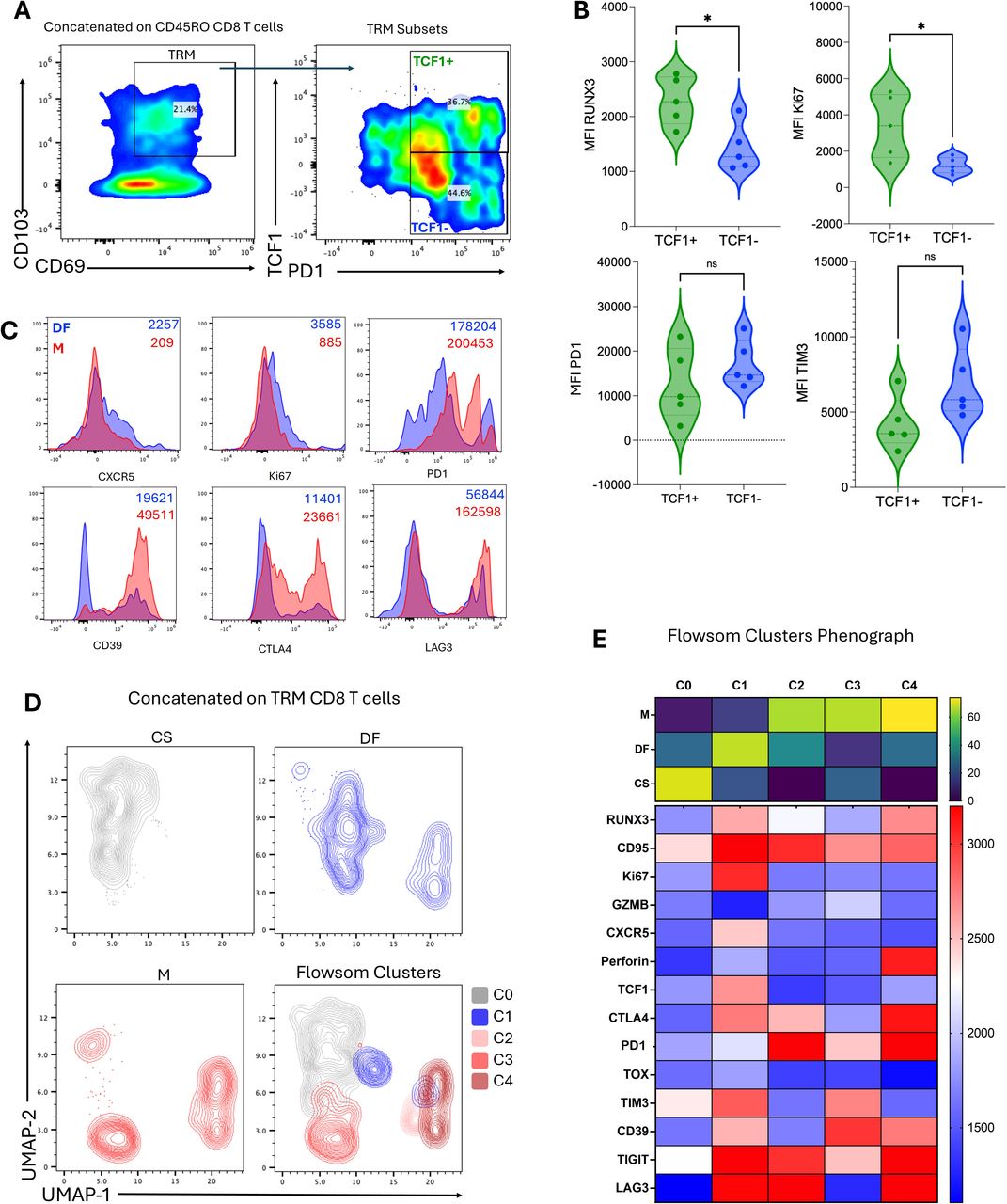 TCF1-positive and TCF1-negative TRM CD8 T cell subsets and cDC1s ...