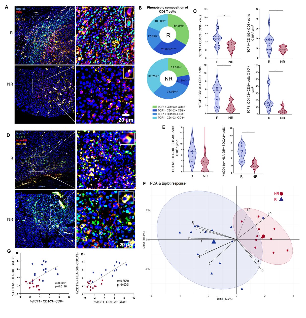 TCF1-positive and TCF1-negative TRM CD8 T cell subsets and cDC1s orchestrate melanoma protection ...