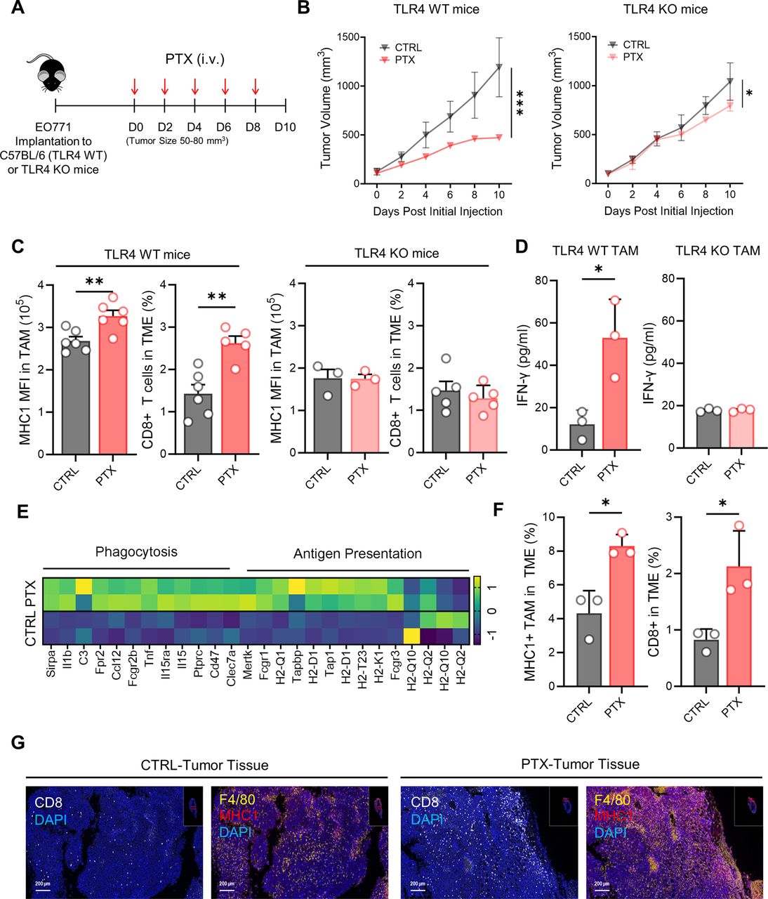 Novel insights into paclitaxel’s role on tumor-associated macrophages ...