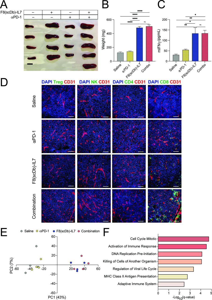 An IL-7 fusion protein targeting EDA fibronectin upregulates TCF1 on ...