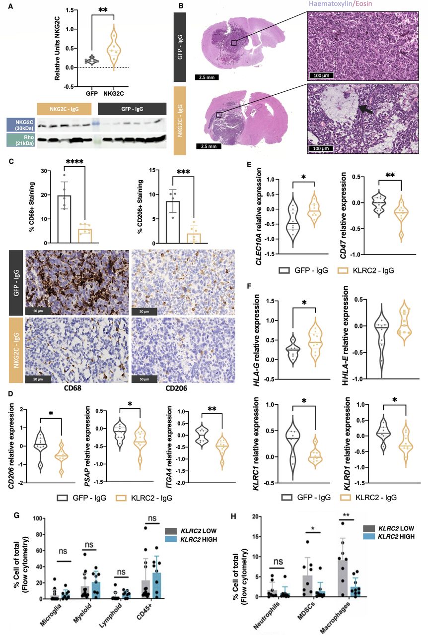 NKG2C/KLRC2 tumor cell expression enhances immunotherapeutic efficacy ...
