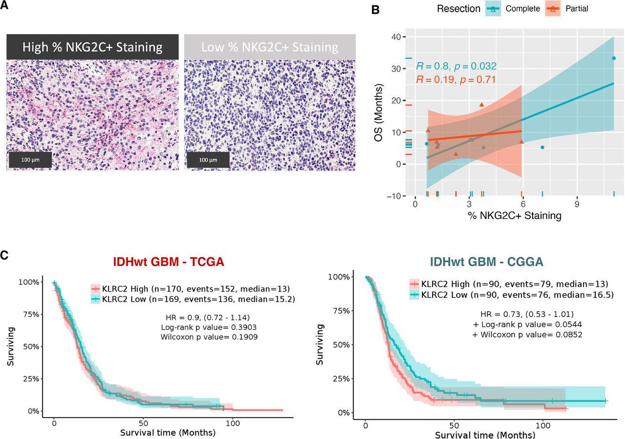 NKG2C/KLRC2 tumor cell expression enhances immunotherapeutic efficacy ...