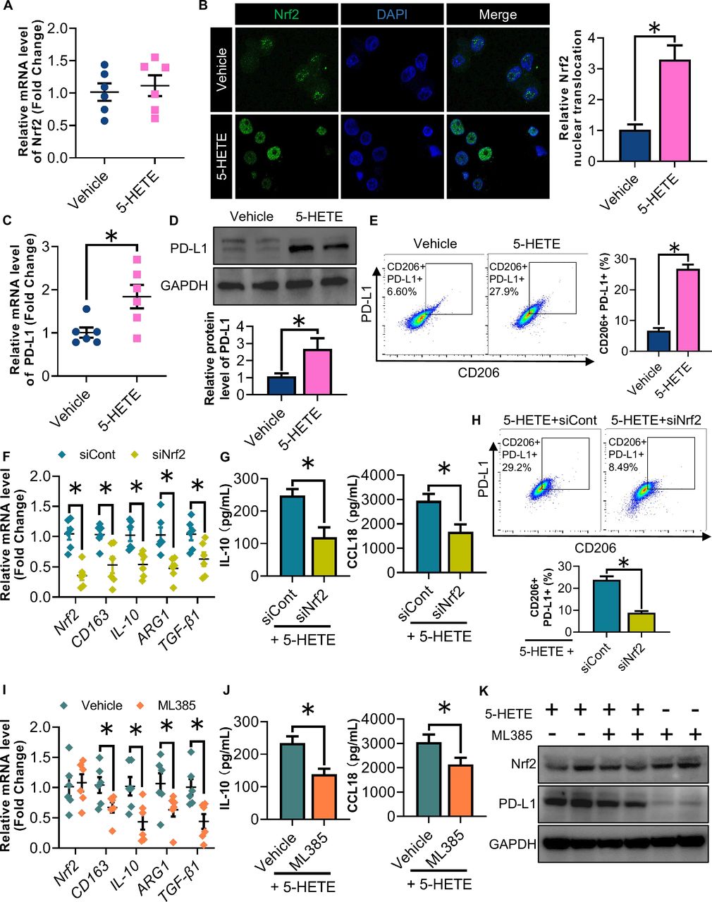 ALOX5 contributes to glioma progression by promoting 5-HETE-mediated ...
