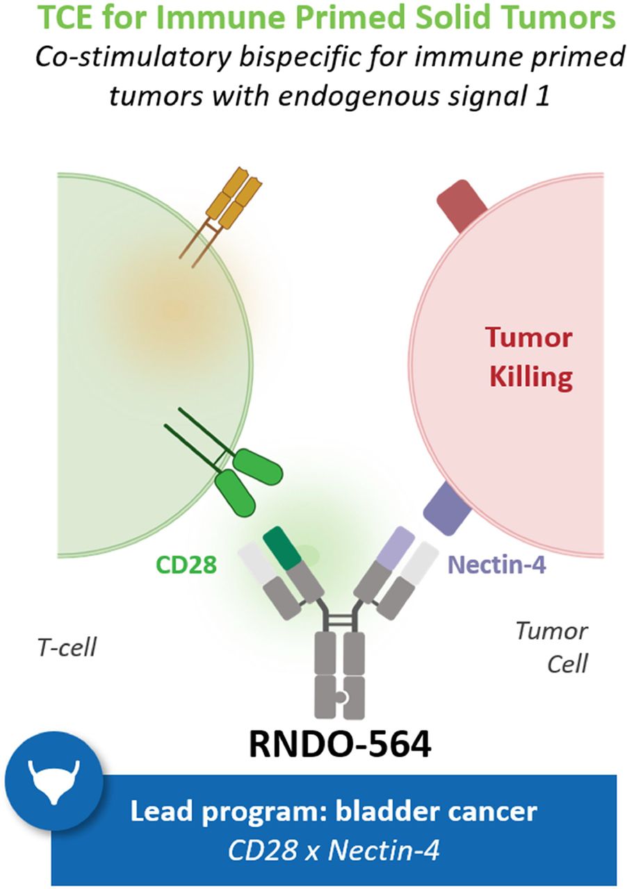 939 A novel CD28 x Nectin-4 costimulatory bispecific antibody targeting metastatic bladder ...