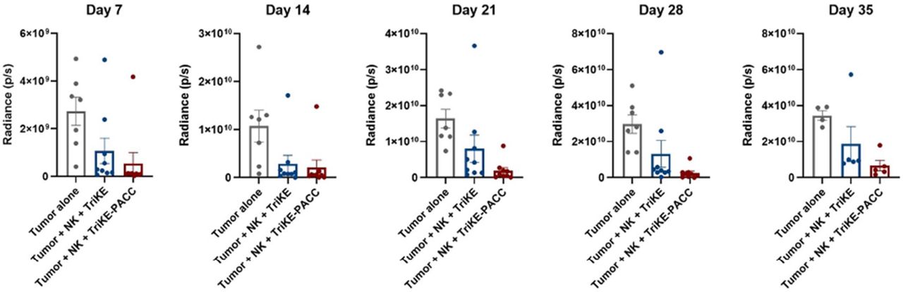 1071 Improving NK cell anti-tumor efficacy by overcoming CD16 shedding ...