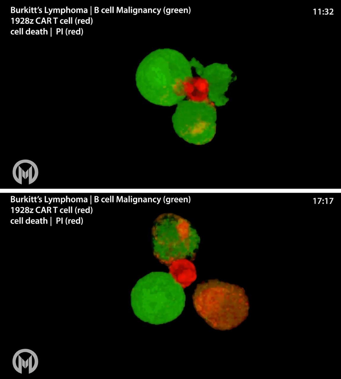 1138 Engineering 3D living systems with in situ high resolution imaging ...