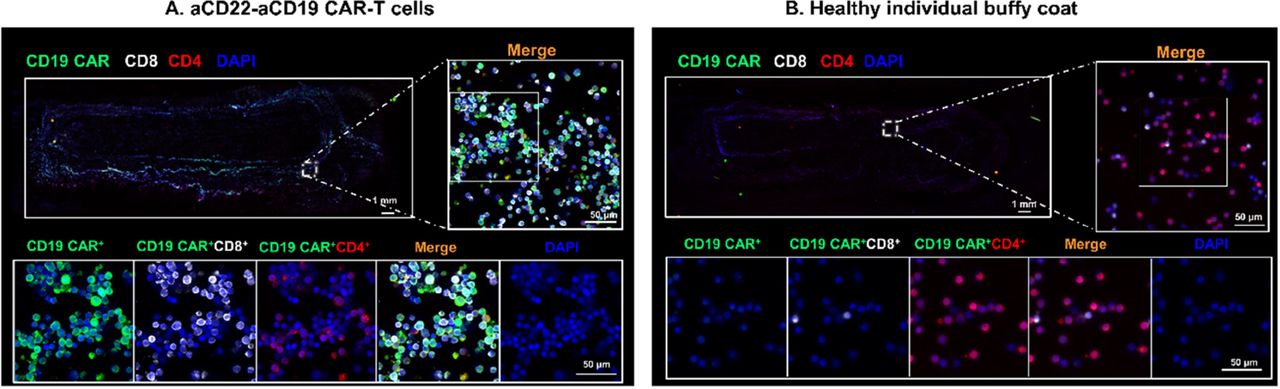 119 Auto-imaging cytometry on the slide (ICOS) for quality control of ...