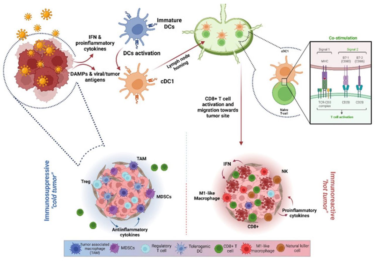 1335 Infectious Bursal Disease Virus (IBDV) as a novel virotherapy for ...