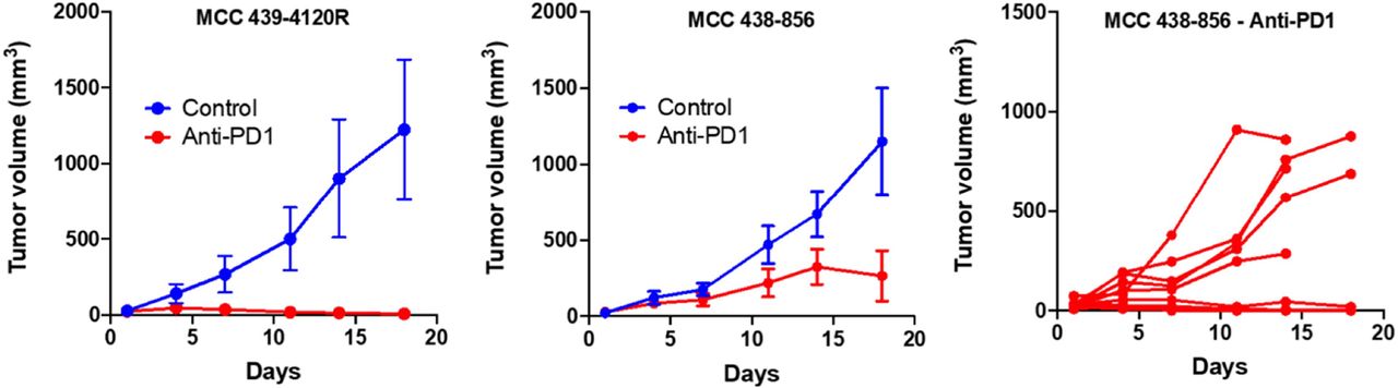 1363 Evaluation of a novel Merkel cell carcinoma mouse model and ...