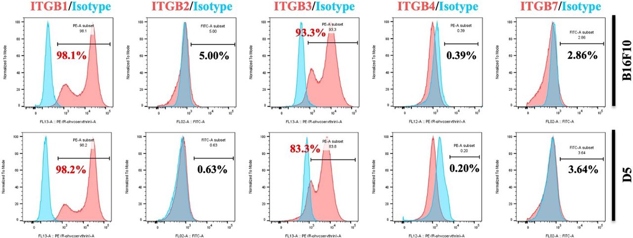 2 Integrin β1high/β3high cancer stem cell-directed targeting of ...