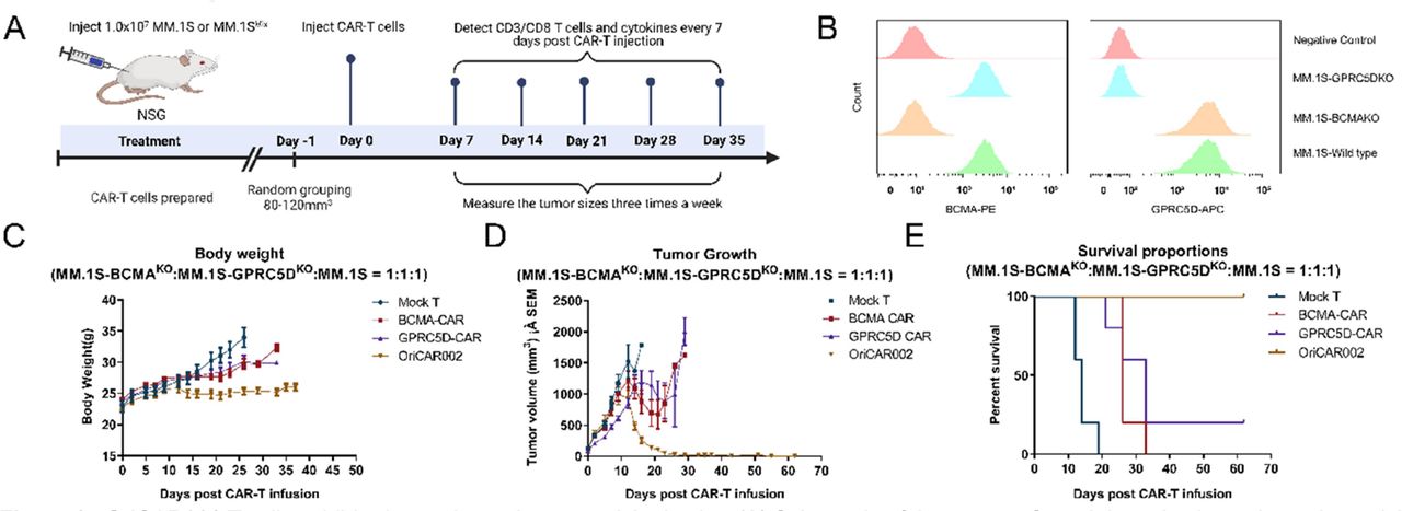 267 Strategic optimization of BCMA and GPRC5D dual-targeted CAR T cells ...
