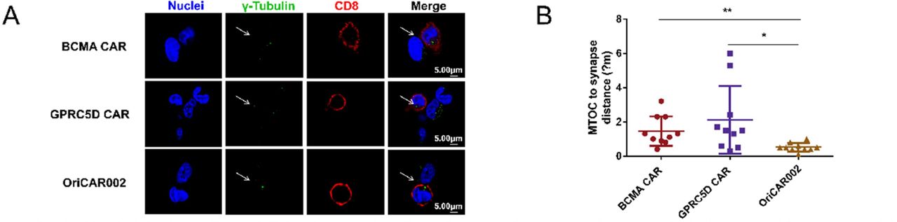267 Strategic optimization of BCMA and GPRC5D dual-targeted CAR T cells ...