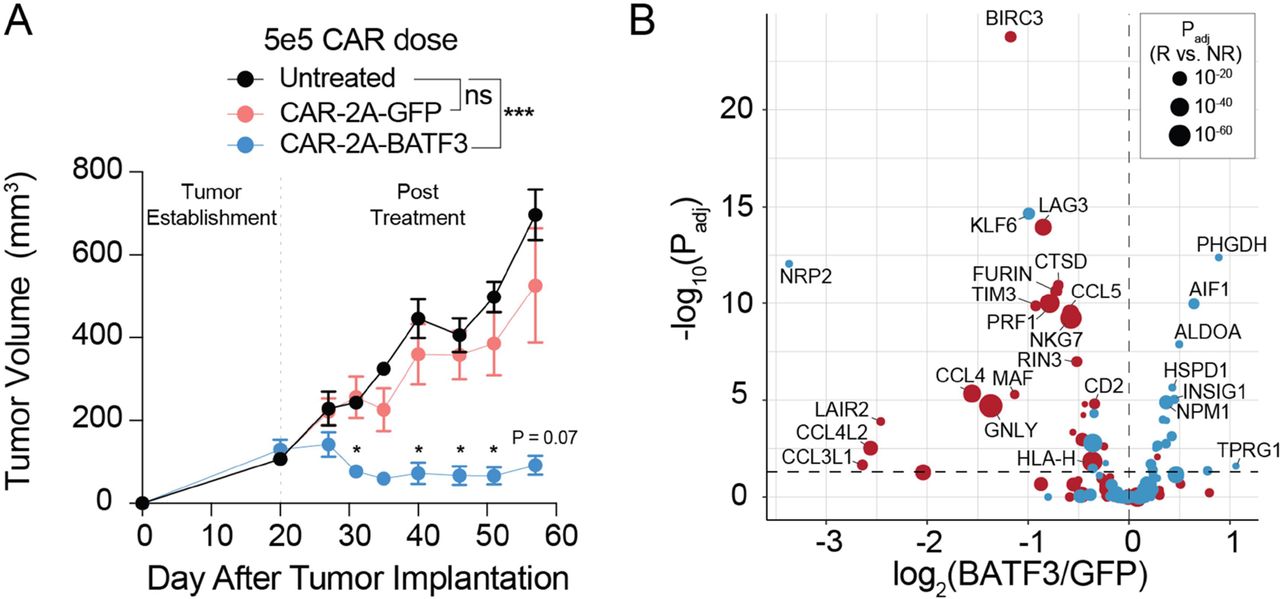 293 Programming human CAR T cell phenotypes by perturbing key ...