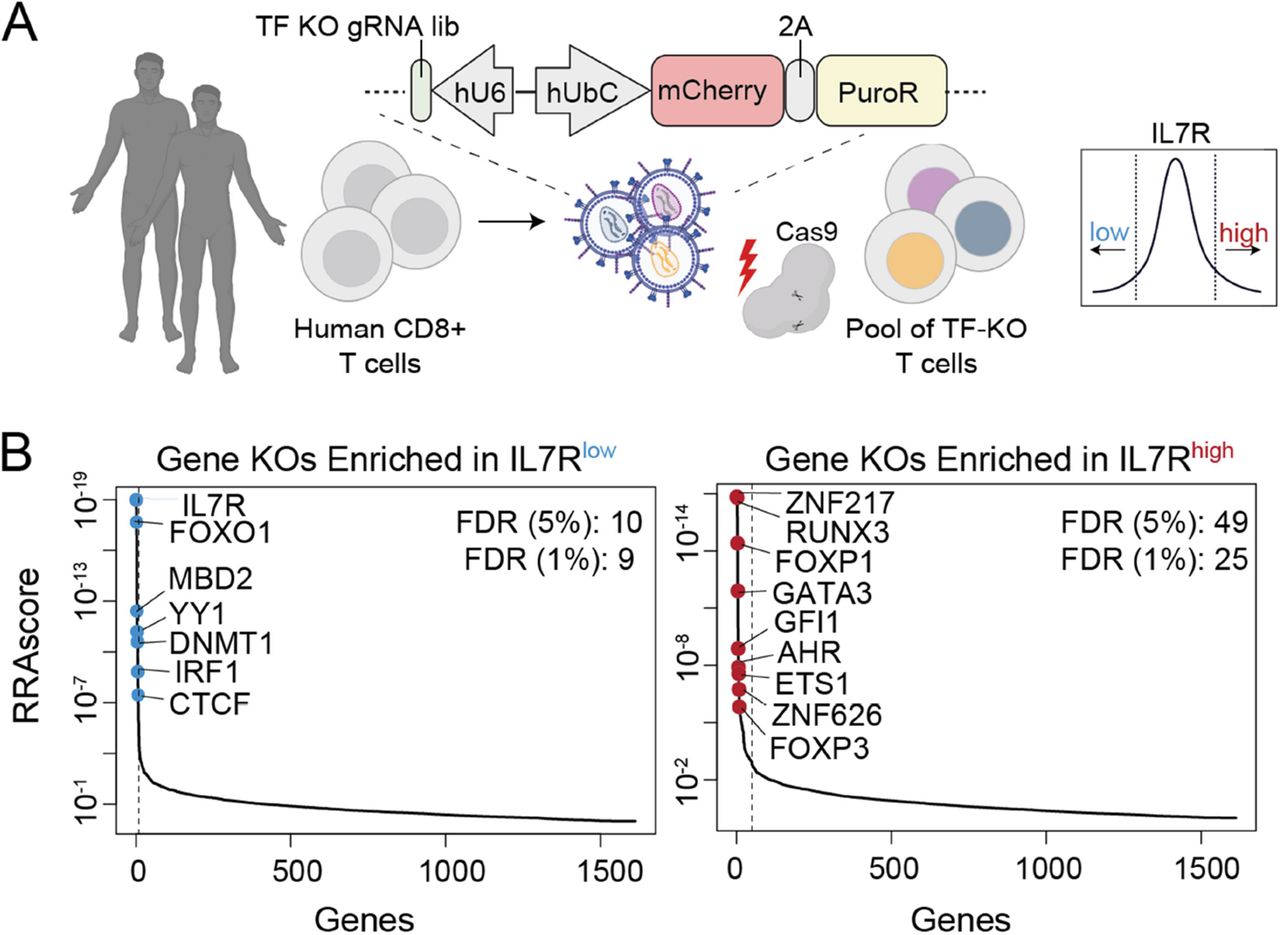 293 Programming human CAR T cell phenotypes by perturbing key ...