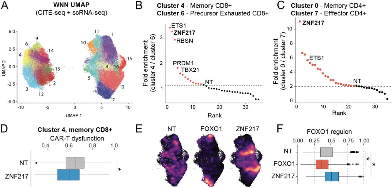293 Programming human CAR T cell phenotypes by perturbing key ...