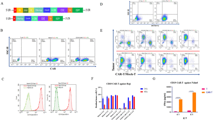 305 Anti-tumor activity of chimeric antigen receptor T Cells targeting ...