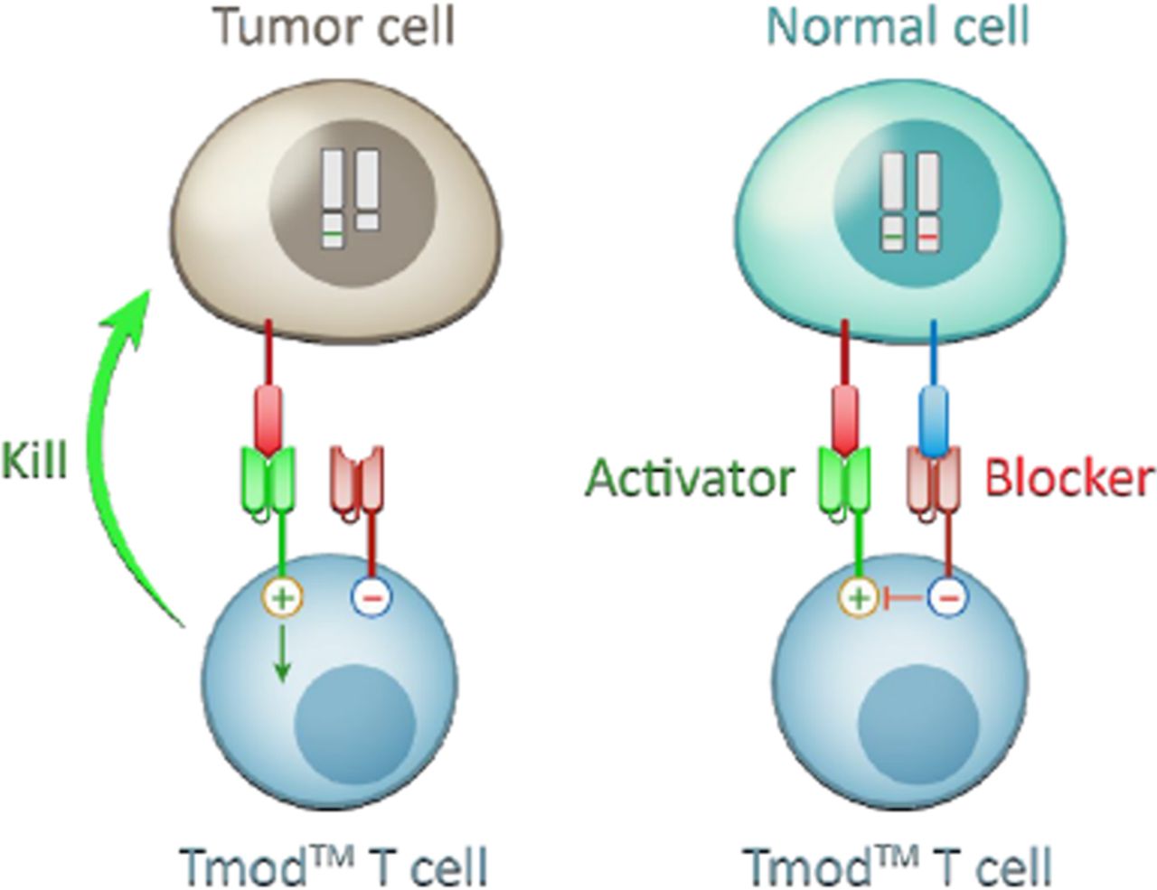 341 Onboard, tethered cytokines boost potency and maintain selectivity ...