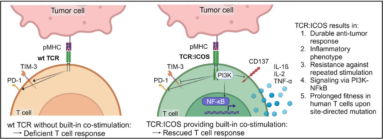 381 Co-stimulatory T cell receptors equipped with ICOS mediate durable ...