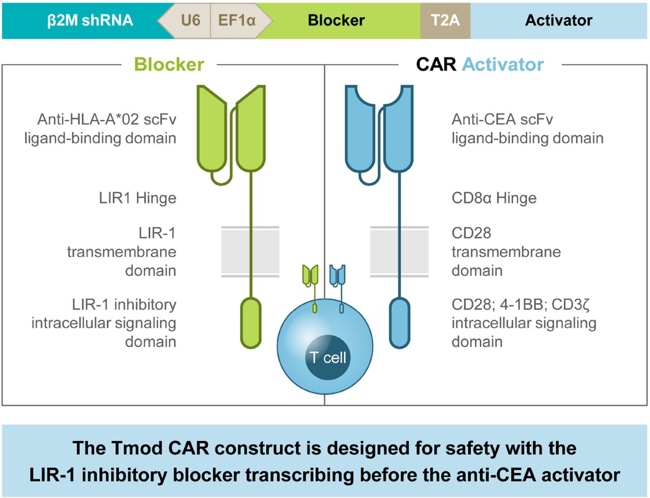 588 EVEREST-1: initial safety data from a seamless phase 1/2 study of ...