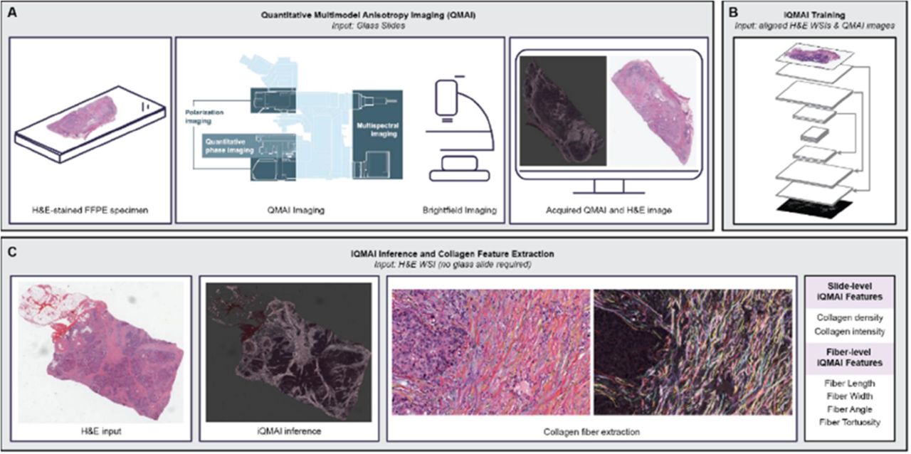 88 Machine learning-based collagen fiber quantification enables ...