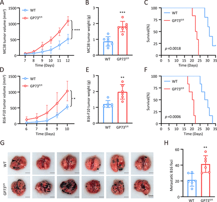 GP73 reinforces cytotoxic T-cell function by regulating HIF-1α and ...