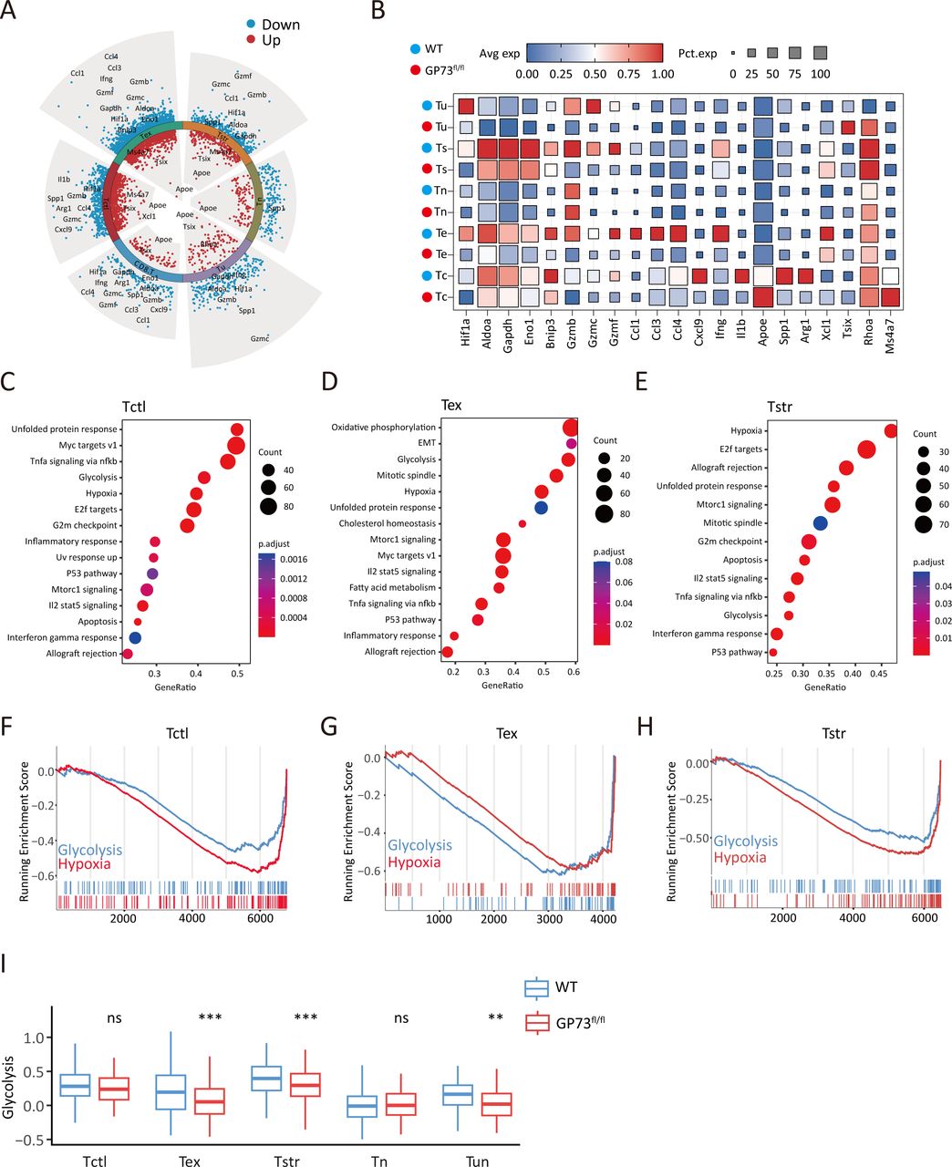 GP73 reinforces cytotoxic T-cell function by regulating HIF-1α and ...